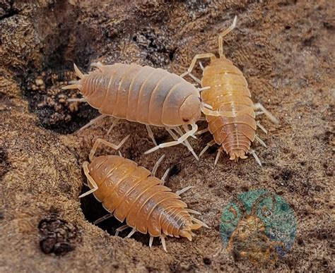 Beginner Friendly Isopods