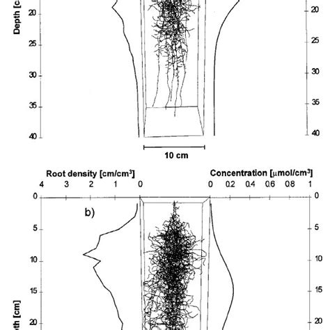 Simulated Three Dimensional Root Architecture With Corresponding Root Download Scientific