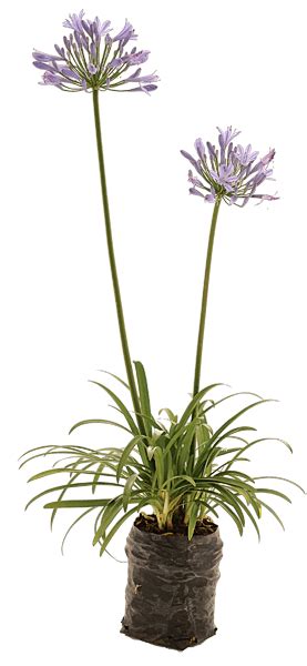 Agapanthus Peter Pan Lifestyle Home Garden Online Store