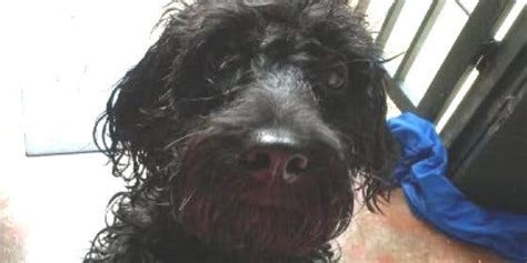 El Malandro Venezolano Que Viola A Un Perro Para Poder Robar Periodista Hispano