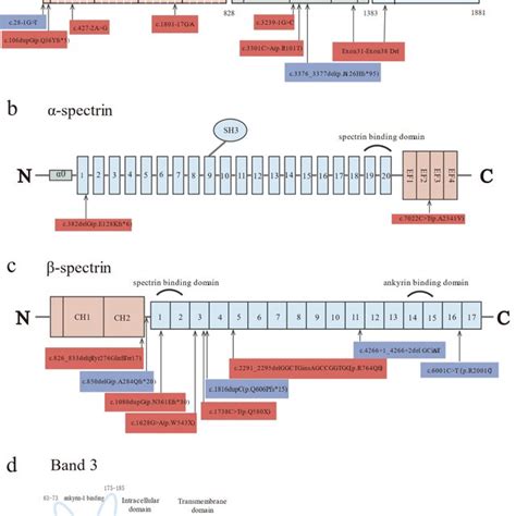 The Spectrum Of Mutations Mapped Along The Protein Structures Of Download Scientific Diagram
