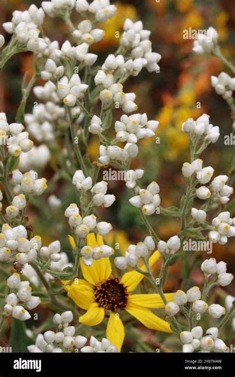Ladies Tobacco Pseudognaphalium Californicum A Mesmeric Native Herb