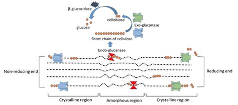The Science Behind Enzyme Blends How They Work And Why You Need Them