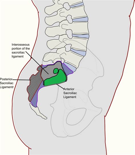 Sacroiliac Ligament Functional Anatomy Integrative Works
