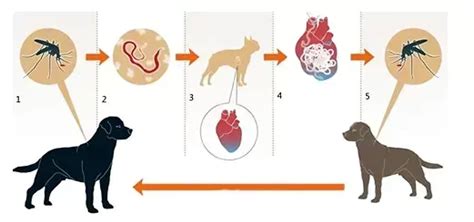 Ciclo De Vida Da Dirofilariose Ciclo De Vida Da Ordem Digenea Fonte