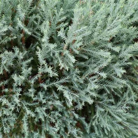 Procumbens Juniper Evergreen Trees Moon Valley Nurseries