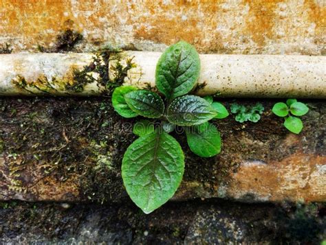 Close Up Shoot Of A Small Wild Tropical Grass Mount Growing On The Wall
