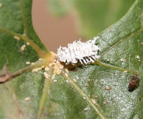 Mealybugs Eggs
