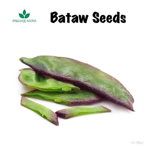 Bataw Seeds 5pcs Seeds Shopee Philippines