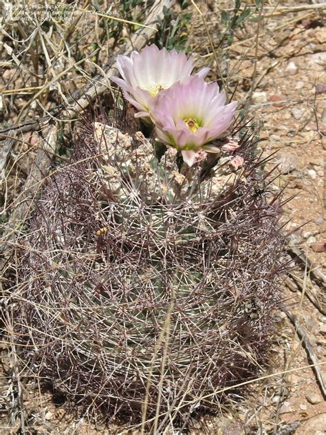 Plantfiles Pictures Sclerocactus Sclerocactus Erectocentrus By Xenomorf