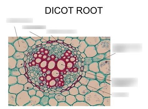 Eudicot Root