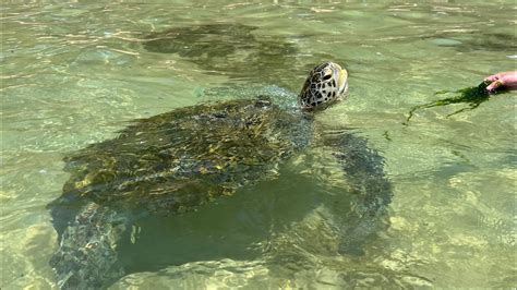 Обзор пляжа с черепахами Шри Ланка Youtube