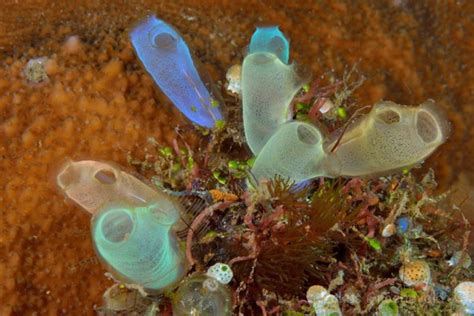 Diverosa Ascidians