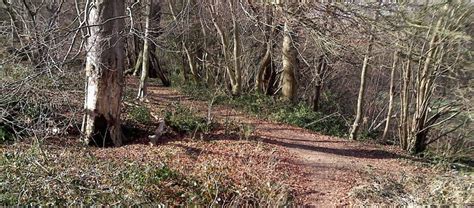Beechen Wood Woodland Trust