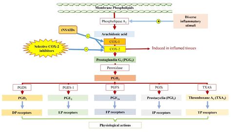 How Do Cox Inhibitors Work At Stella Stines Blog