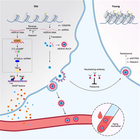 中国朝鲜语广播网