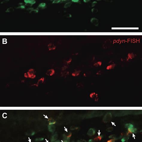 Warm Exposed 36°c Mice Express C Fos In Foxp2 Pdyn Gfp Neurons In Download Scientific
