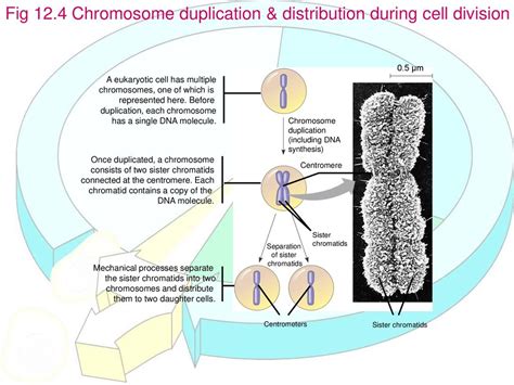 Chapter 12 The Cell Cycle Ppt Download