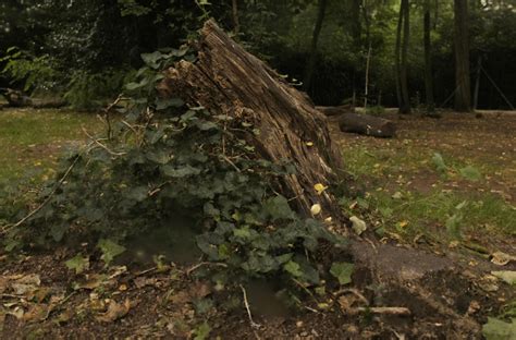 Trips Trilinear Point Splatting