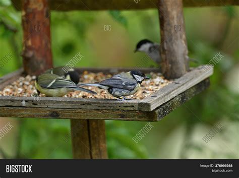 Flock Titmouse Eating Image And Photo Free Trial Bigstock