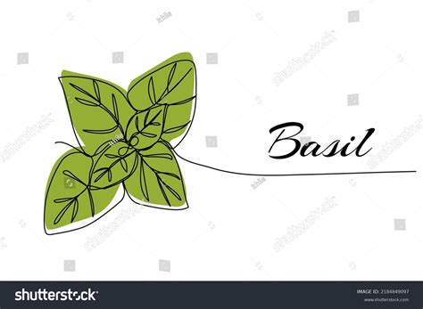 Continuous One Line Drawing Basil Modern Stock Vector Royalty Free