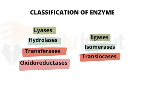 Biological Catalyst Enzyme Nomenclature Of Enzyme