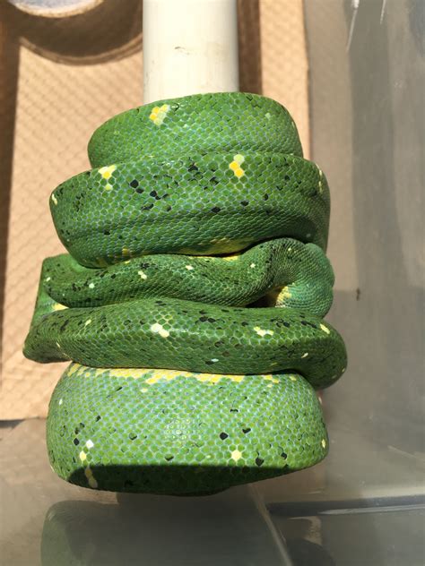 High Blue Green Tree Python Traits Morphpedia