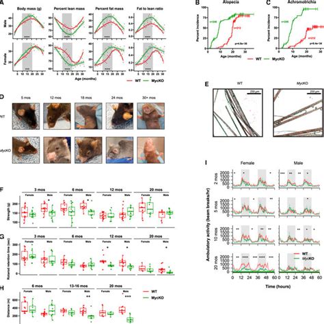Young Mycko Mice Display Aging Related Phenotypes A Weight And Body