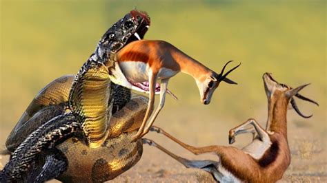 The Silent Giant Python Attack Swallowed The Antelope Easily Antelope Poor No Way Out Youtube