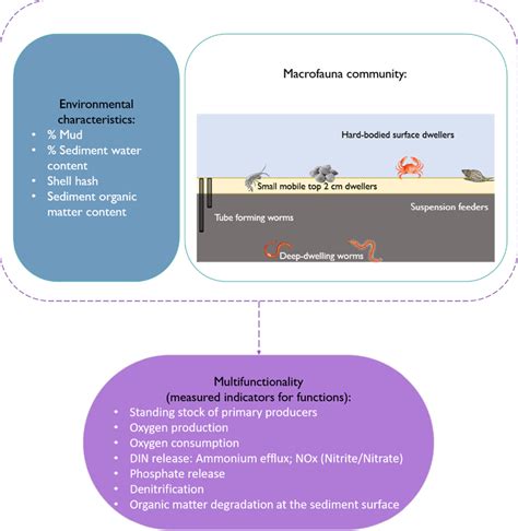 Of Data Used In The Multivariate Network Analysis The Macrofauna Download Scientific Diagram