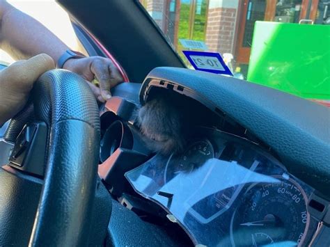 Purrfect Rescue Of Kitten Behind Car Dashboard By Firefighters