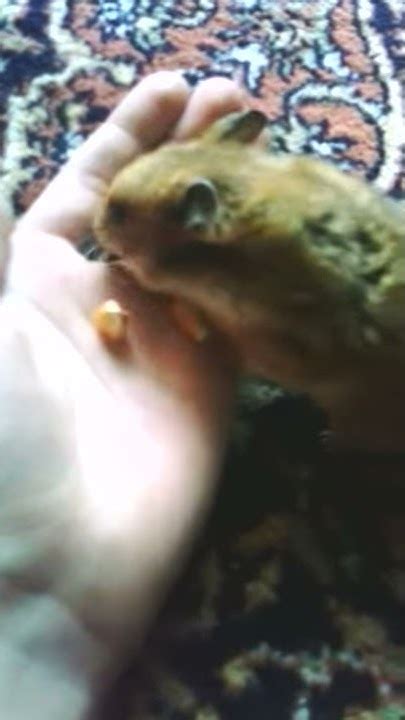 ძალიან უყვარს ჭამა Youtube