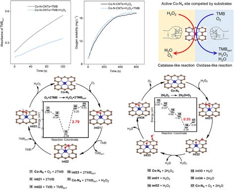 东南大学张袁健团队chem Sci ：纳米酶反应网络模拟细胞智能感知过氧化氢 X Mol资讯