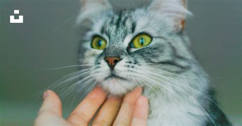 고양이를 쓰다듬는 사람의 클로즈업 사진 Unsplash의 무료 총구 이미지