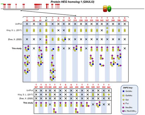Comparison Of The O Glycan Landscape Of Protein Heg Homolog 1 O Glycan Download Scientific