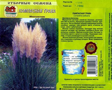 Пампасная трава: описание, посадка и уход, фото