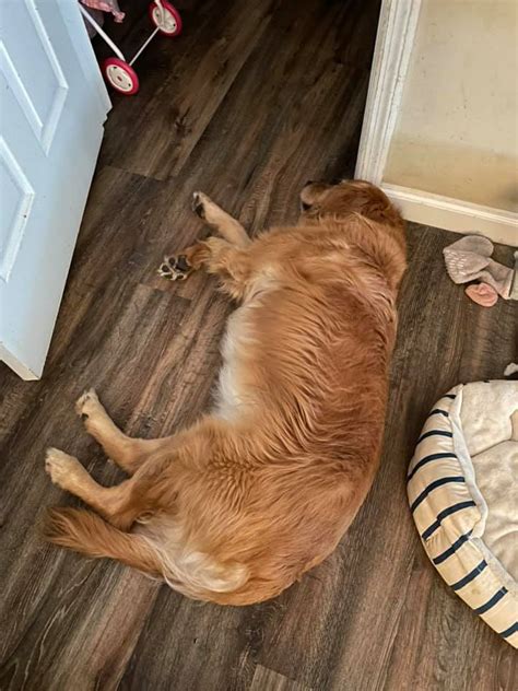 Sammy Had A Great Day She K9 And Kitty Care By Katie