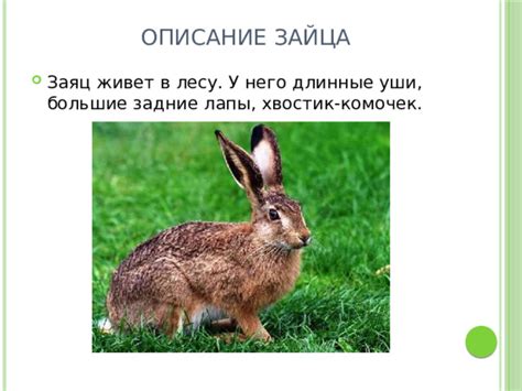 Презентация "Всё о зайцах"