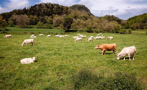 Ganadería Extensiva E Intensiva ¿cuáles Son Sus Diferencias