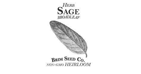 Brim Seed Co Herb Sage Heirloom Seed Azure Standard