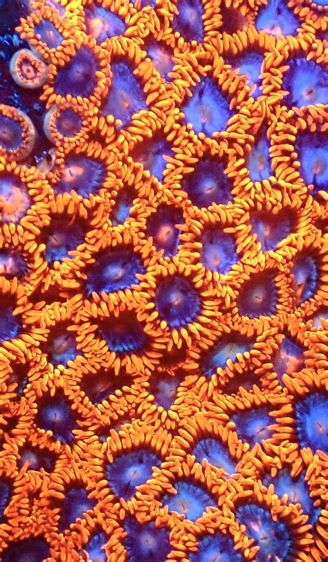 Fire And Ice Zoanthid Frag Ultra Colour Frag 10polyps