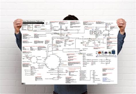Biochemistry Pathways Poster Biocyc Pathwaygenome Database Collection