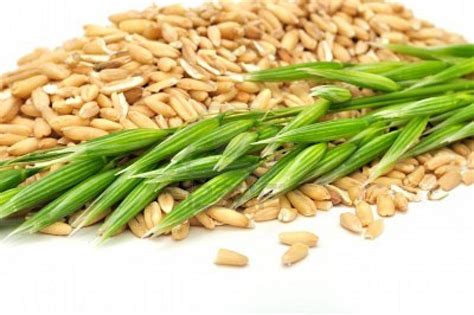 The Oats Properties ~ Thai Herbal Remedies