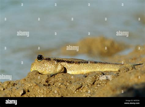 Giant Mudskipper Periophthalmodon Schlosseri On Shore Mahakam Delta