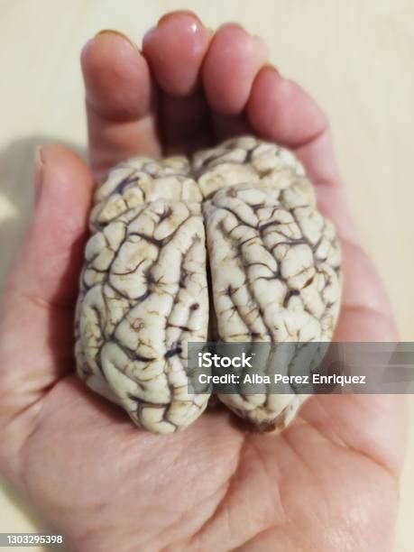 Performing A Lamb Brain Dissection At Online University In Time Of