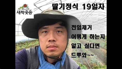 새싹웃음 담양딸기 딸기정식19일차 전잎제거 딸기성장 딸기키우기 새싹웃음농장 Youtube