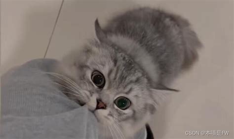 C语言期末集训1（大一，超基础，小猫猫大课堂配套练习）——顺序结构和分支结构的题c语言集训 Csdn博客