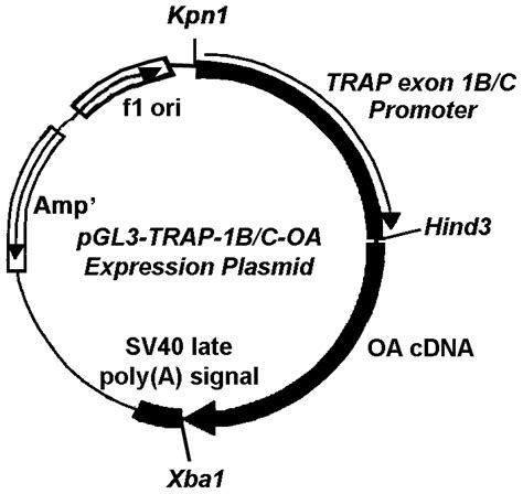 Schematic Representation Of The Pgl3 Trap 1b C Oa Expression Download Scientific Diagram