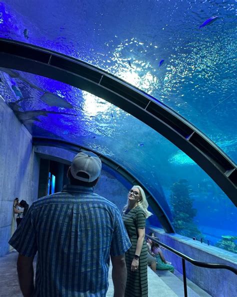 Guía De 10 Pasos Para Visitar El Gran Acuario Mazatlán Noro