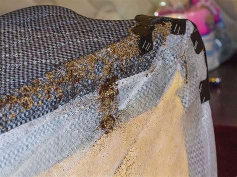 Real Life Bed Bugs Infestations Pictures 2 Pest Control Of Bed Bugs